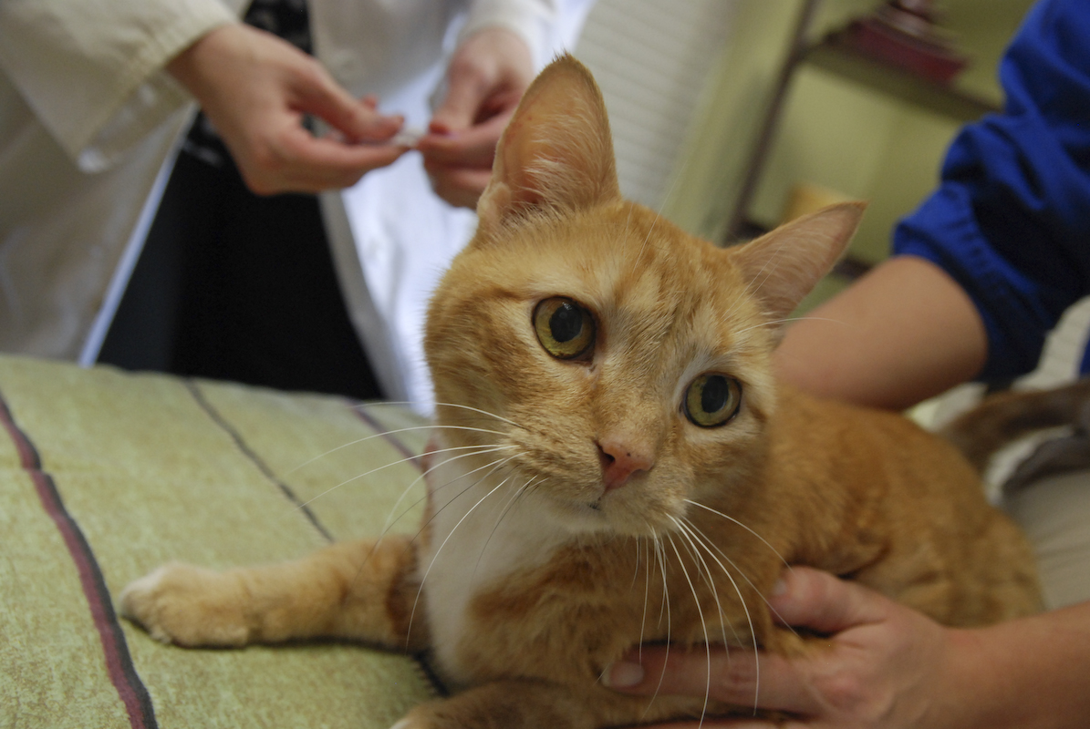 The Cat Doctors | Full Service Cat Vet in South Tampa