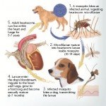 Heartworm Disease in Dogs - Tampa, FL - Tampa Bay Animal Hospitals ...