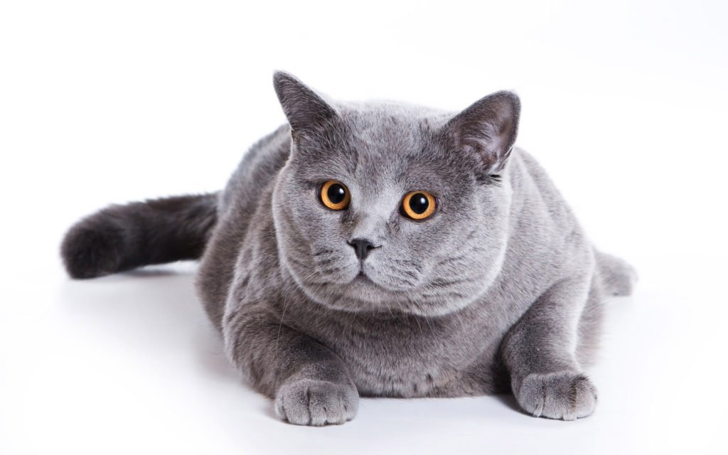 Understanding Your Pet’s Body Condition Score - Tampa Animal Hospitals ...