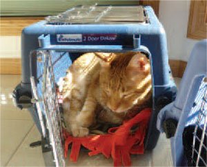 Getting Your Cat to the Veterinarian - Tampa Bay Animal Hospital Group ...