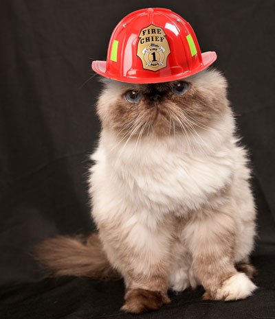 Pet Fire Safety Tips - Tampa, FL - Tampa Bay Animal Hospitals Tampa ...