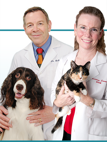 Welcome to Tampa Bay Animal Hospitals - Tampa, Florida Tampa Animal ...