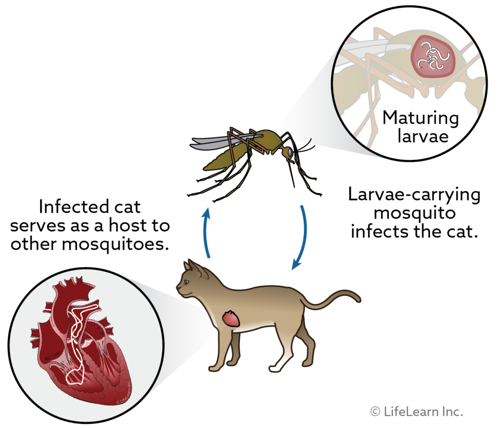 How can I prevent my cat from getting heartworm disease? - Tampa Animal ...