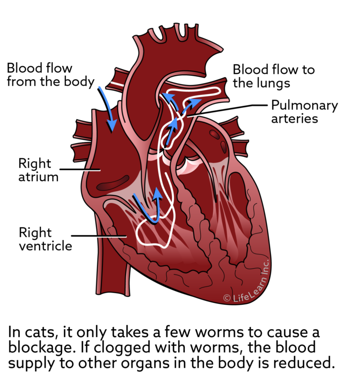 How can I prevent my cat from getting heartworm disease? - Tampa Animal ...