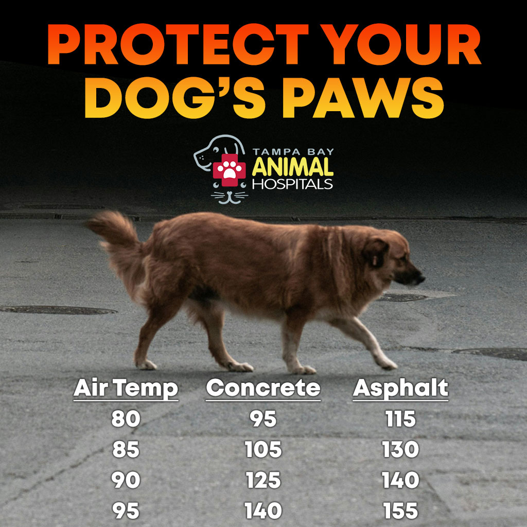 Hot Weather Safety Tips for Your Pets - Tampa Animal Hospitals Tampa ...